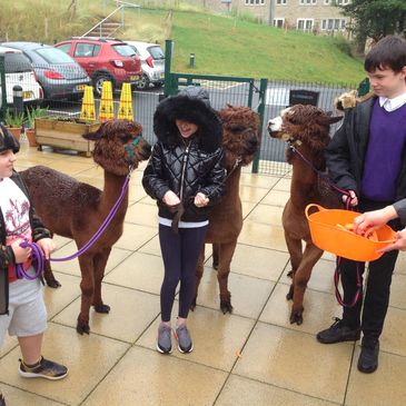 Experiences | Alpacas